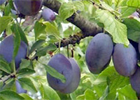 Seneca Plum Tree - Johnsons Home & Garden Center