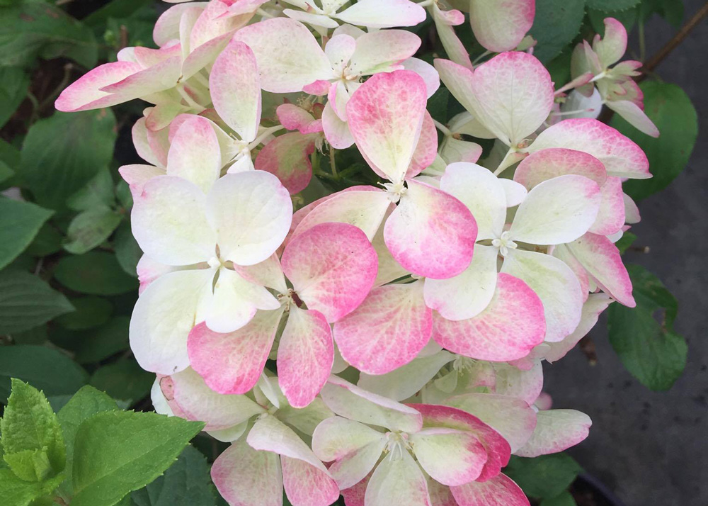 Hydrangea-Diamond-Rouge-cp - Johnsons Home & Garden Center